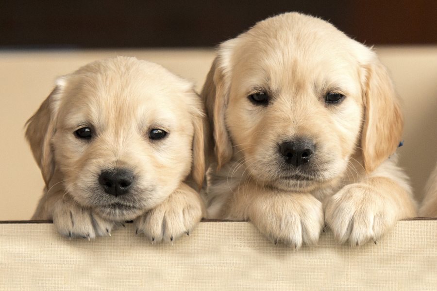 Nom de chien mâle 2015 : idées de noms de chien mâle en L