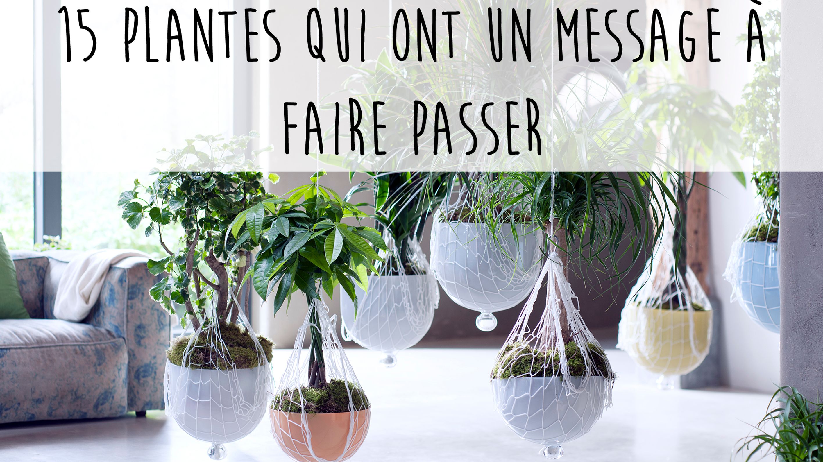 Langage des plantes : Quelle est la symbolique des plantes d'intérieur