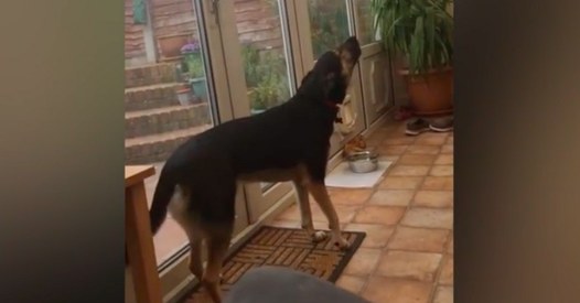 ¡Este perro está hecho todo un cantante!