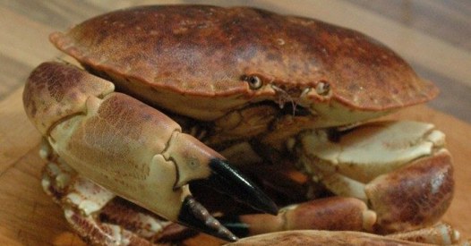 Cuisson tourteau : comment cuire un tourteau en vidéo