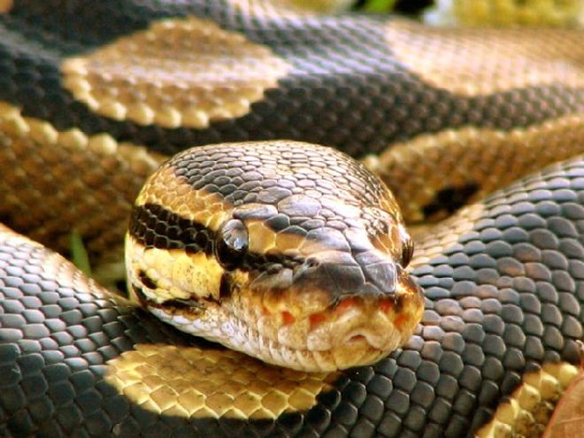 Une australienne découvre un python enroulé autour de son bébé endormi