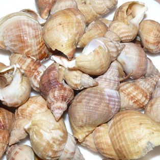 Cuisson des bulots : Recette de Cuisson des bulots - Marmiton