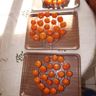 Mandarines confites : recette de Mandarines confites