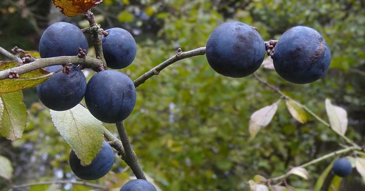 Liqueur de prunelles : recette de Liqueur de prunelles