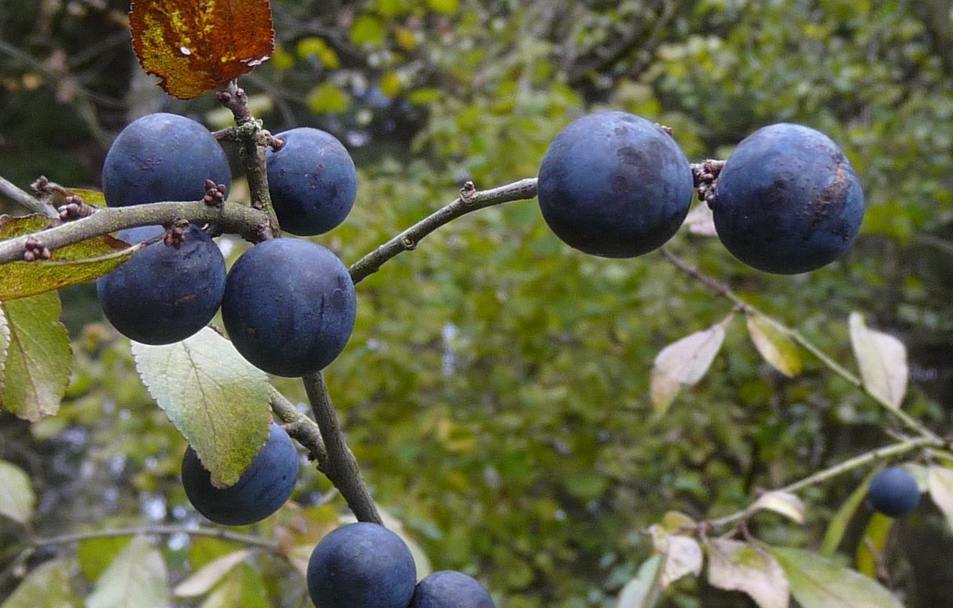 Liqueur de prunelles : Recette de Liqueur de prunelles - Marmiton