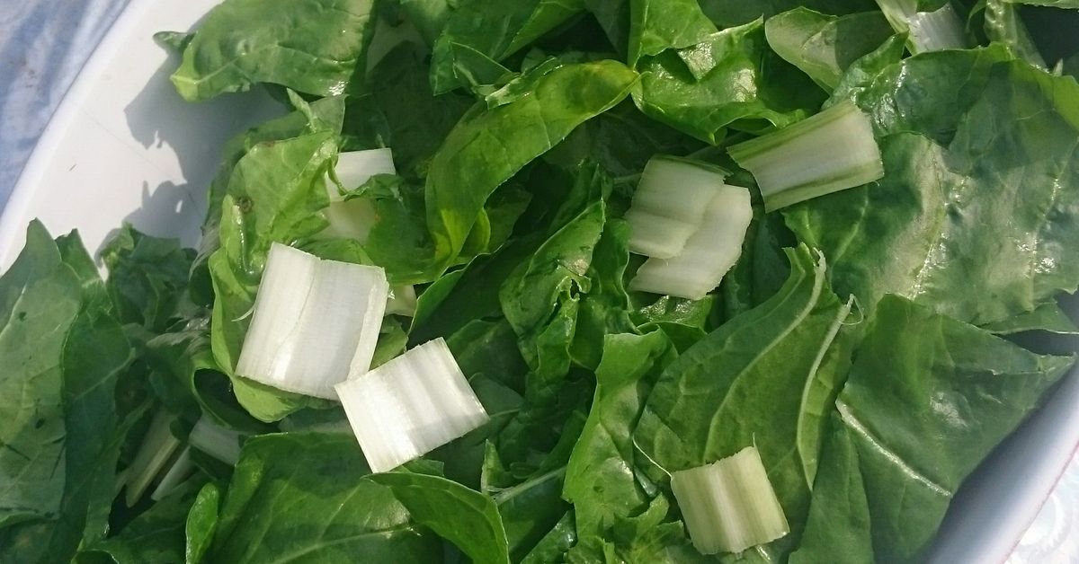 Gratin de blettes à la tomate : recette de Gratin de blettes à la tomate