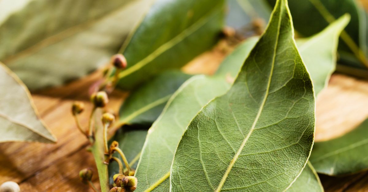 Utilisations du laurier : recette de Utilisations du laurier