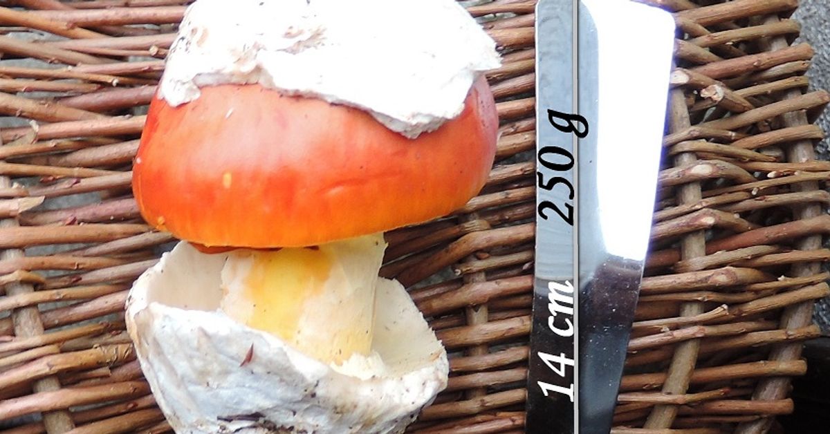 ORONGES ou amanite des césars : recette de ORONGES ou amanite des césars