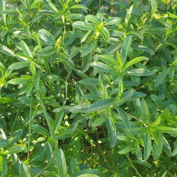 hampe de boeuf (comment la cuisiner) : Recette de hampe de boeuf ...