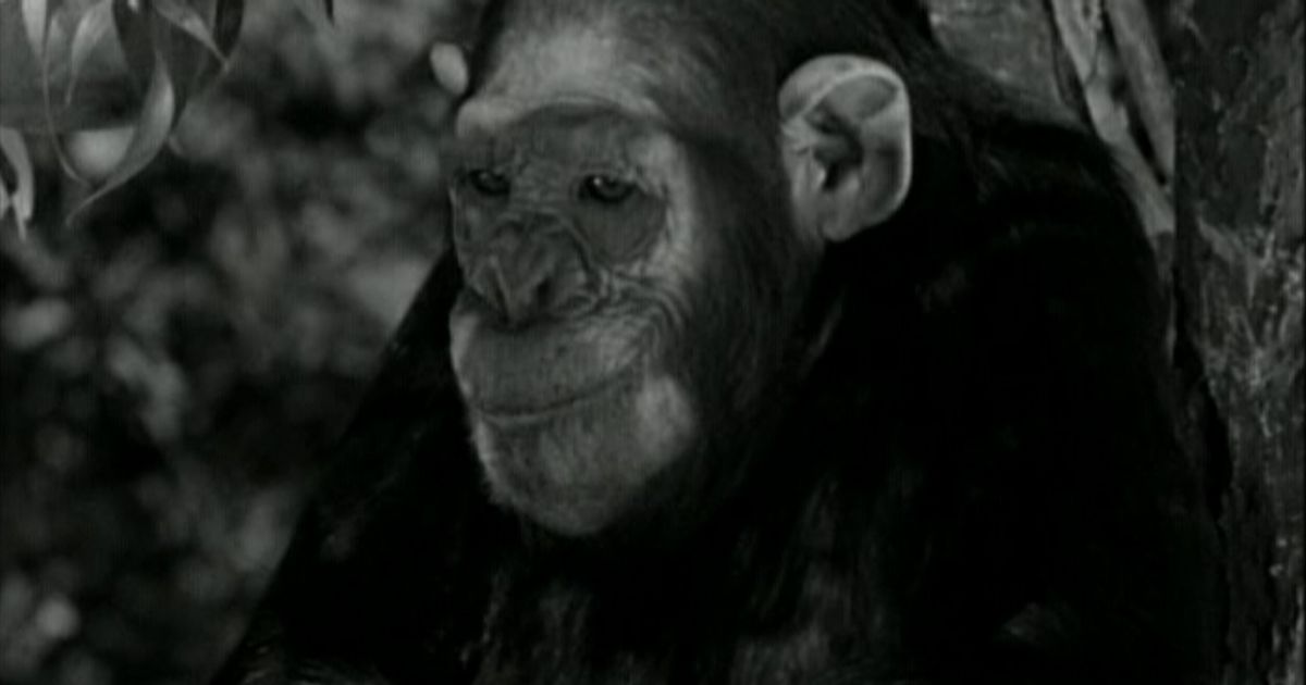 Cinéma : Le singe Cheetah est mort