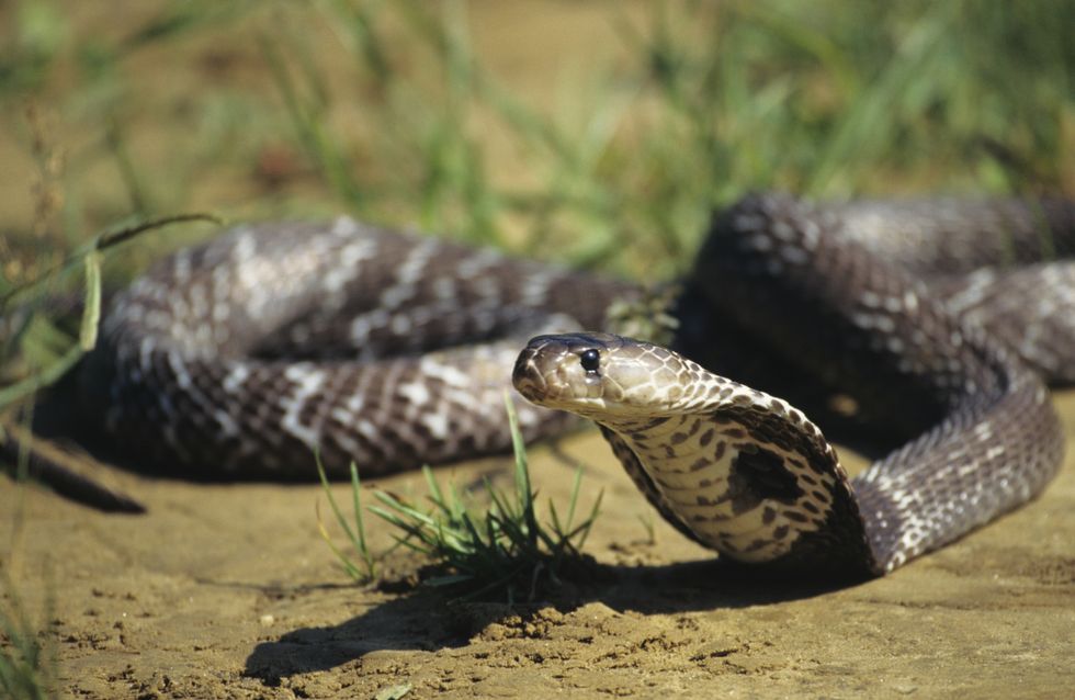 Santé : Du venin de serpent contre la douleur