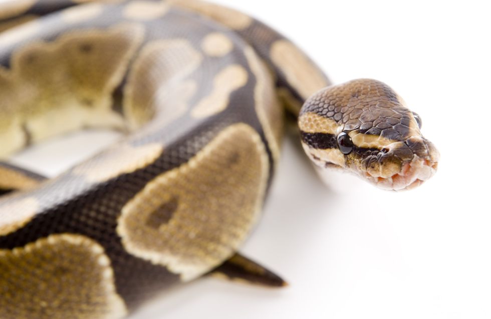 Insolite : Un python de 3 mètres et 40 kilos découvert dans la Seine