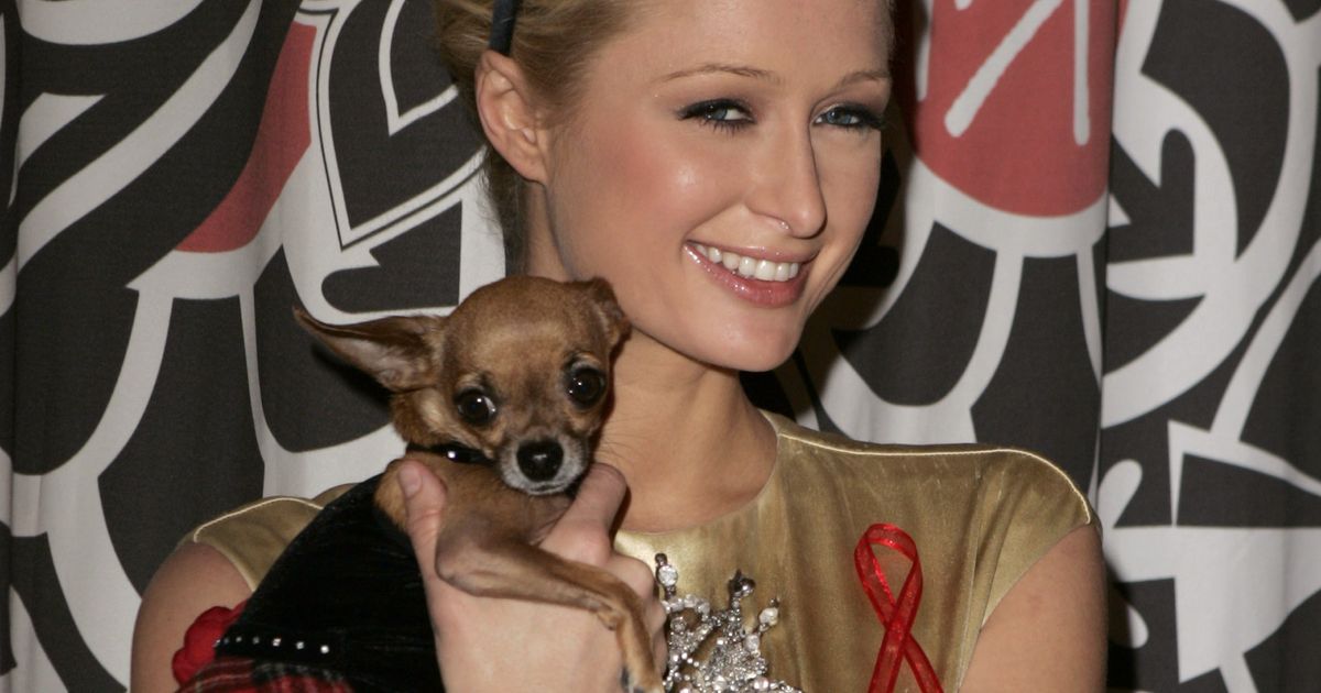 Top 5 des chiens les plus stylés ! (Photos)