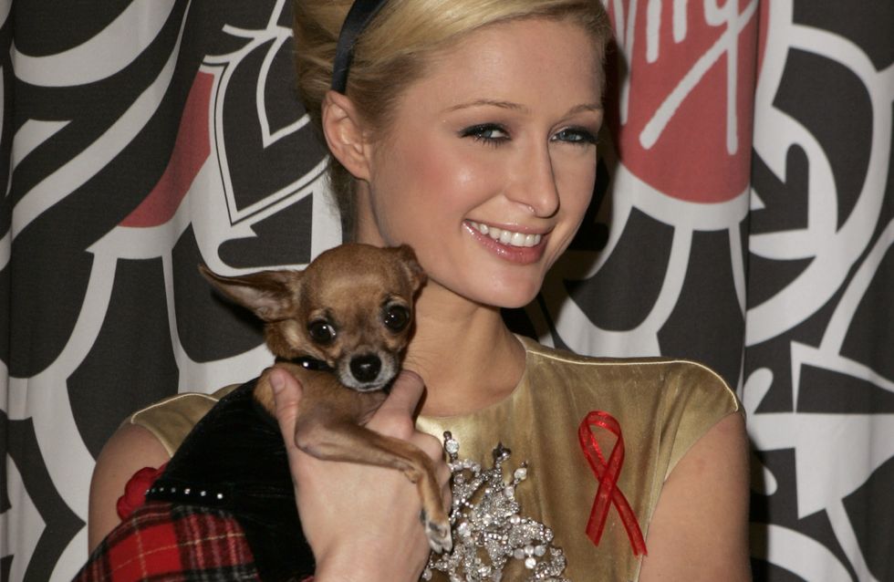 Top 5 des chiens les plus stylés ! (Photos)