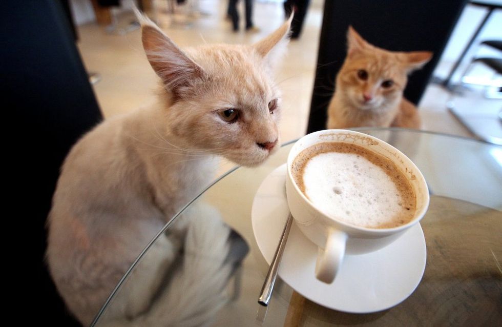 Appel aux dons pour un café à chats en France