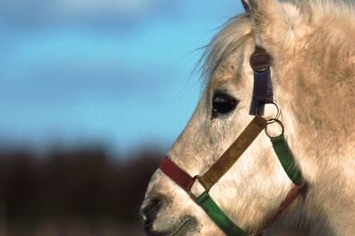 Nouvel an chinois : 10 images de chevaux trop mignons pour bien ...