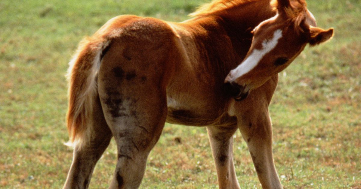Nouvel an chinois : 10 images de chevaux trop mignons pour bien ...
