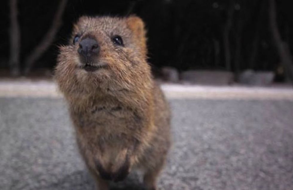 Le Quokka : L'animal que tu ne connais pas encore mais que tu vas adorer
