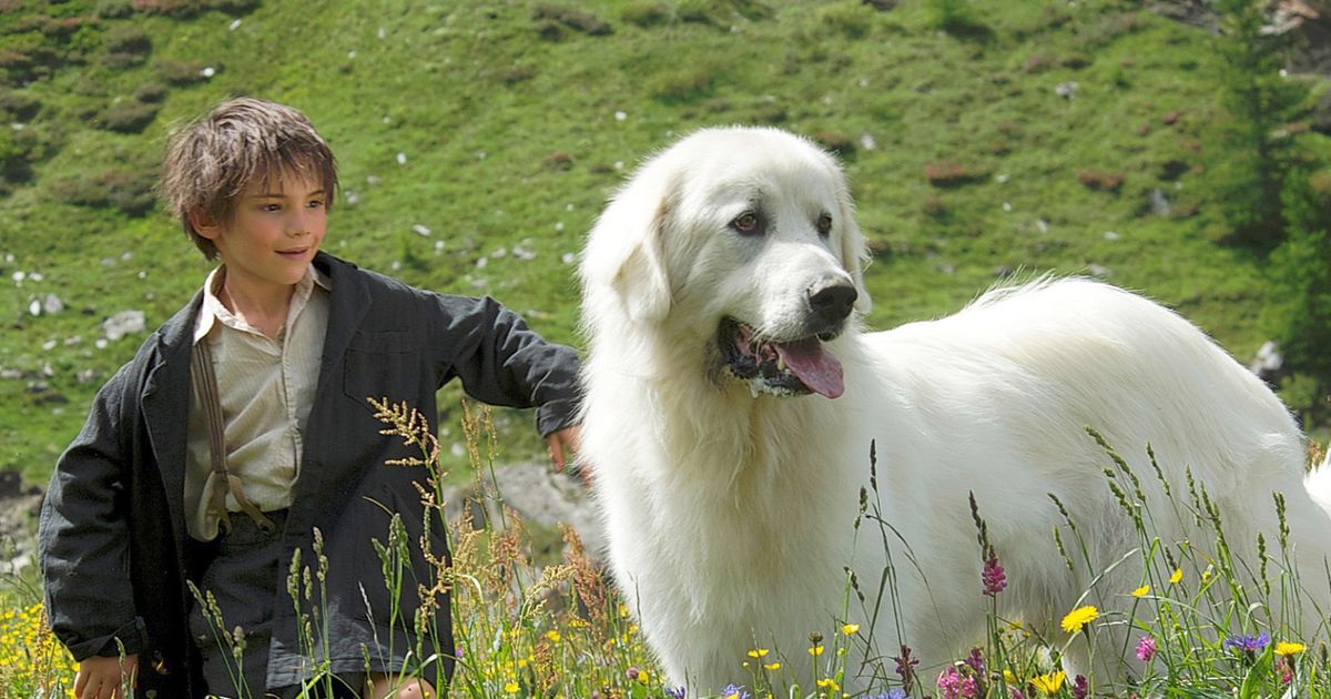 Animaux au cinéma : 10 films d'animaux