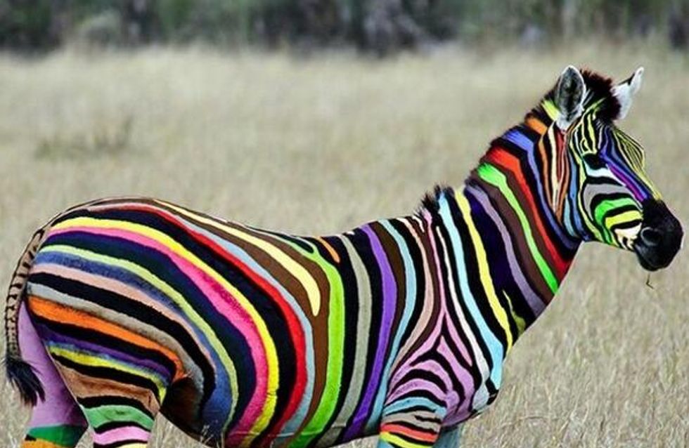 Bleu Blanc Zèbre : Do thank pour la France de demain