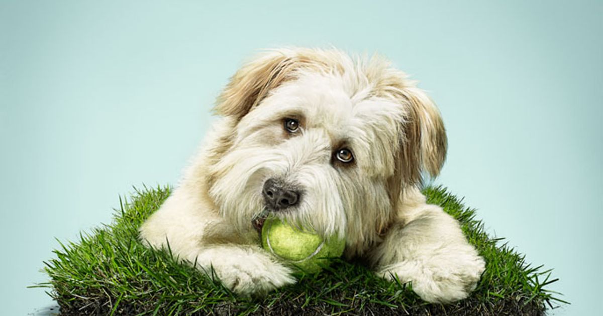 The Most Epic Viral Dog Videos Of ALL Time