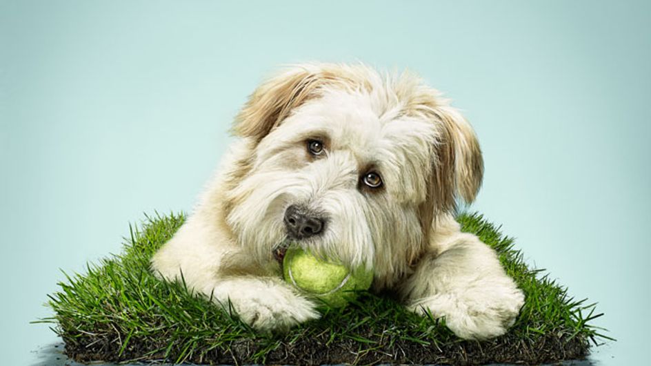 The Most Epic Viral Dog Videos Of ALL Time