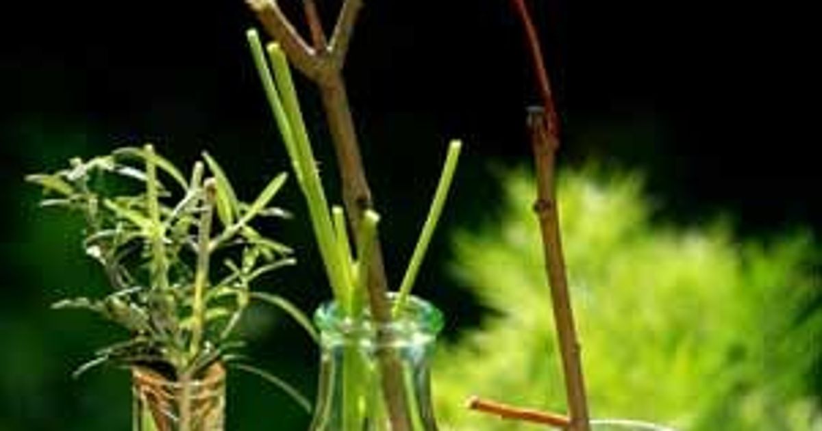 Bouturage : comment bouturer les plantes