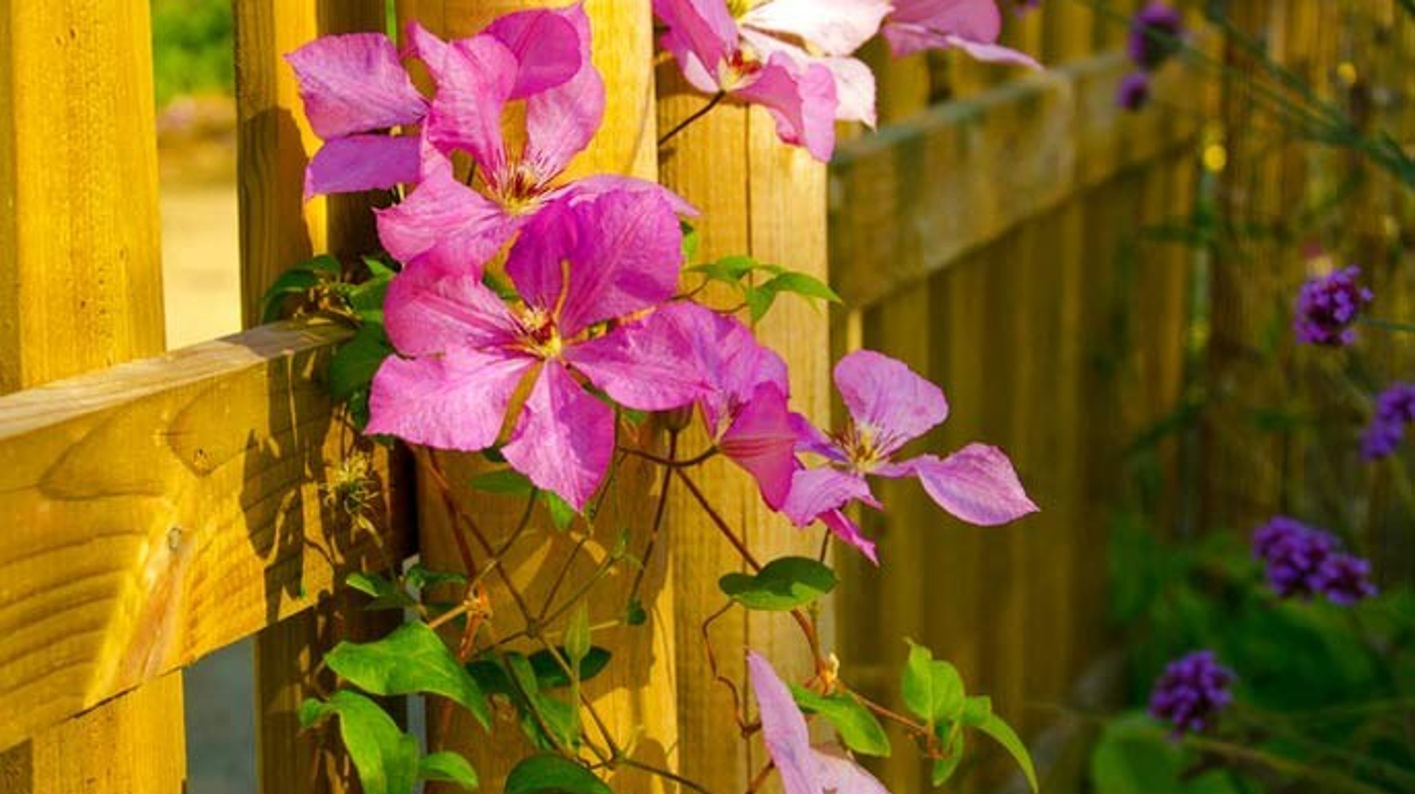 Marcottage : Tout sur la technique du marcottage