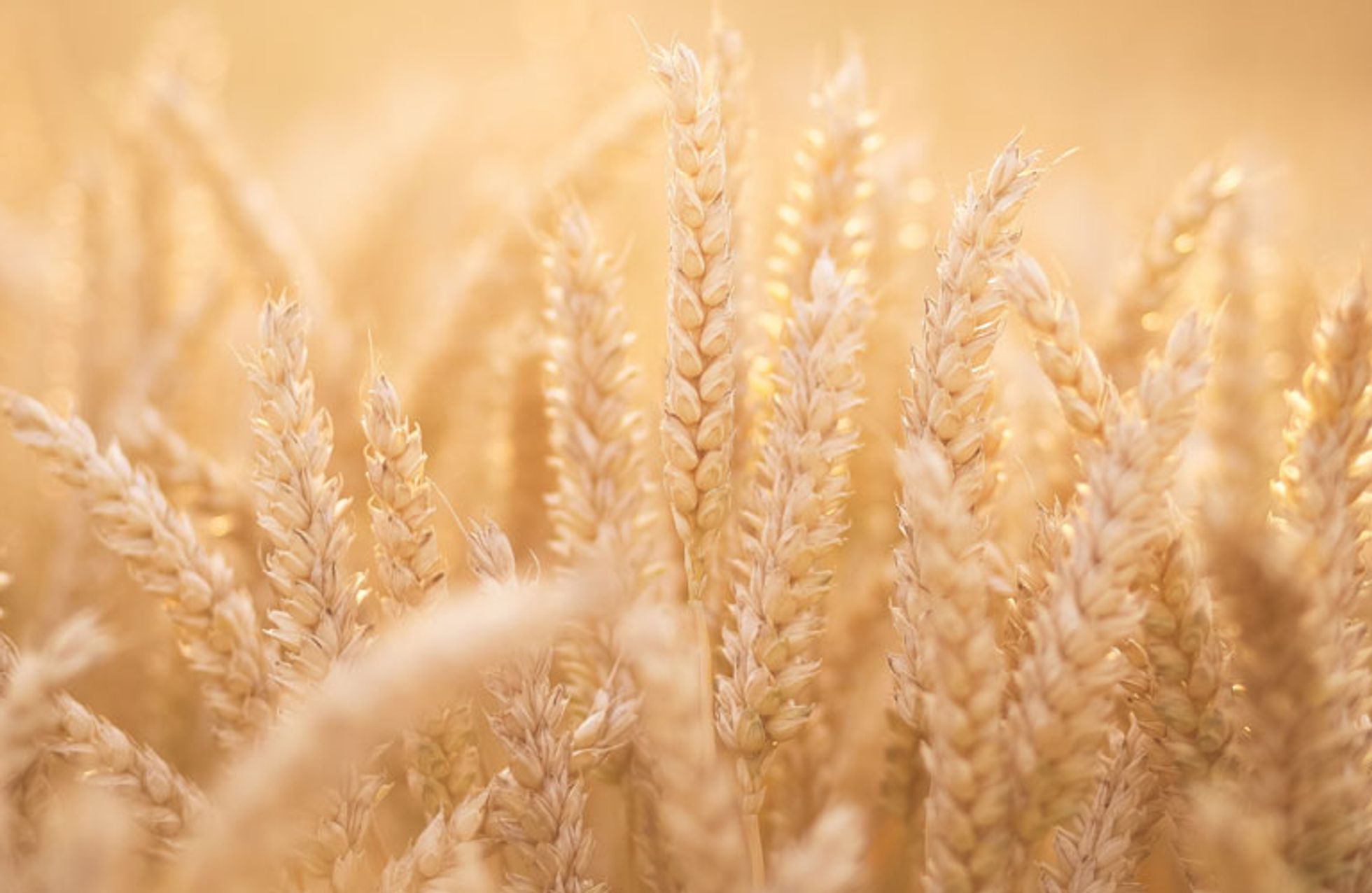 Everything You Need To Know About The Wheat Belly Diet