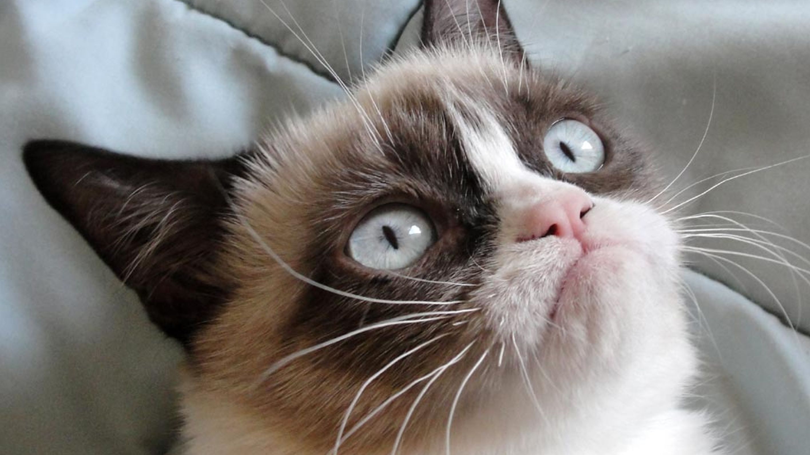 Gifs de chats à mourir de rire