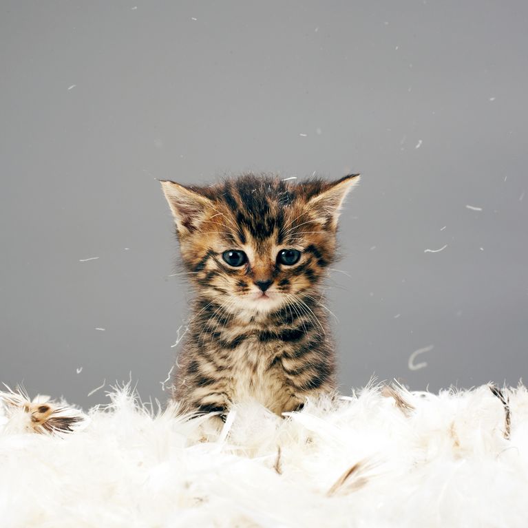 Chat mignon : Pause tendresse avec des chats trop mignons