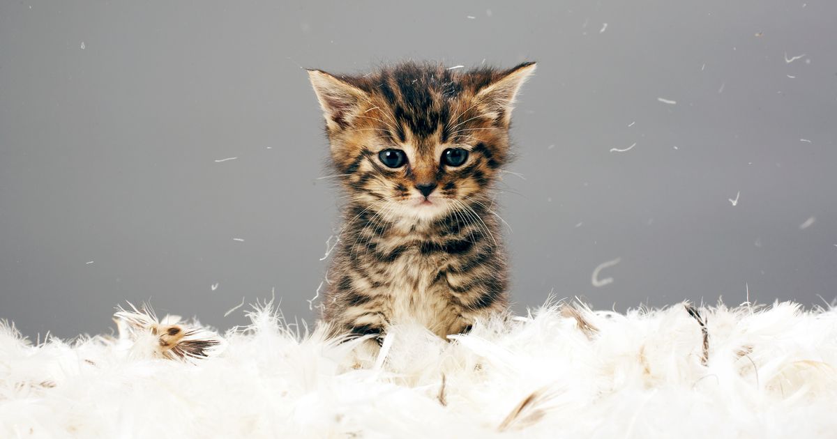 Chat mignon : Pause tendresse avec des chats trop mignons