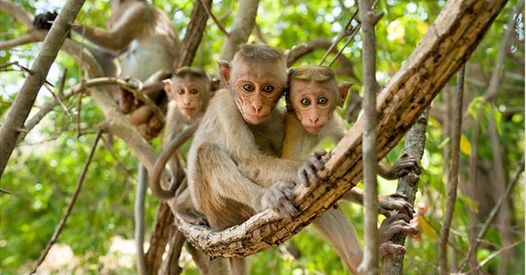 Test : Quel animal es-tu