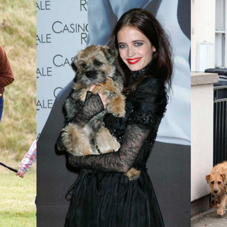 Celebrity Pets: Stars And Their Dogs
