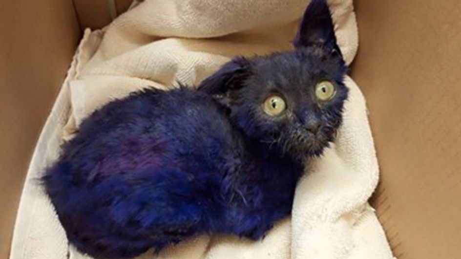 These Photos Of The Rescue Of An Abused Kitten Will Break Your Heart