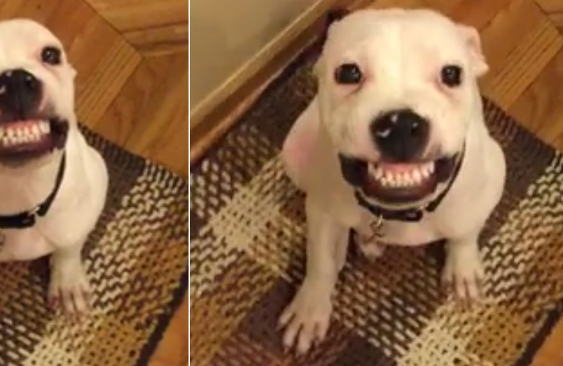Le talent caché de ce chien va vous faire mourir de rire (Vidéo)