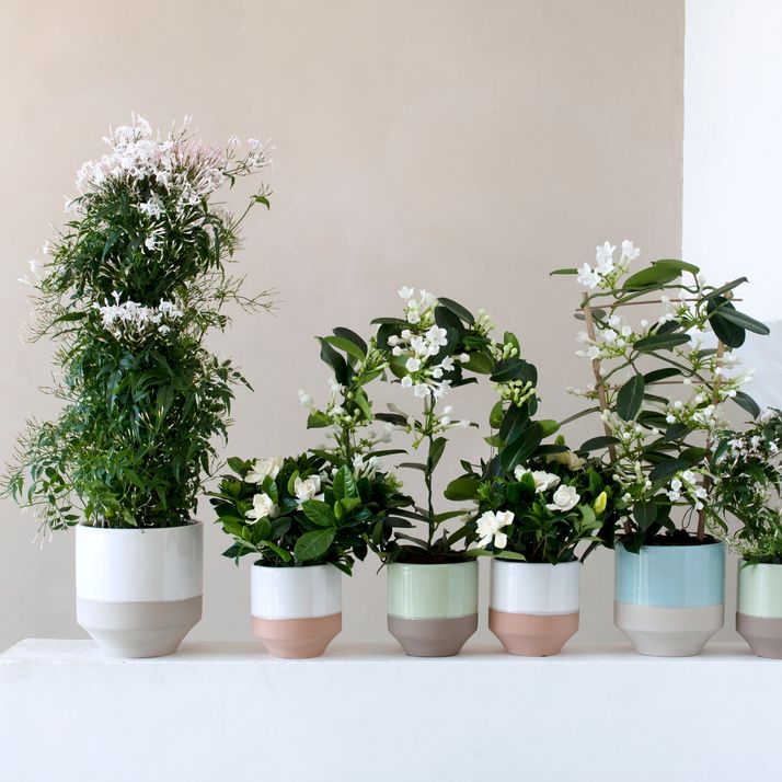 Bichonnez vos plantes d'intérieur