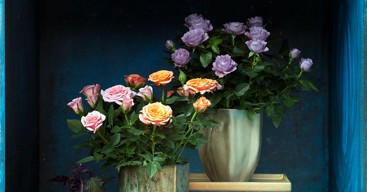 Rosier d'intérieur : Tout savoir sur le rosier en pot