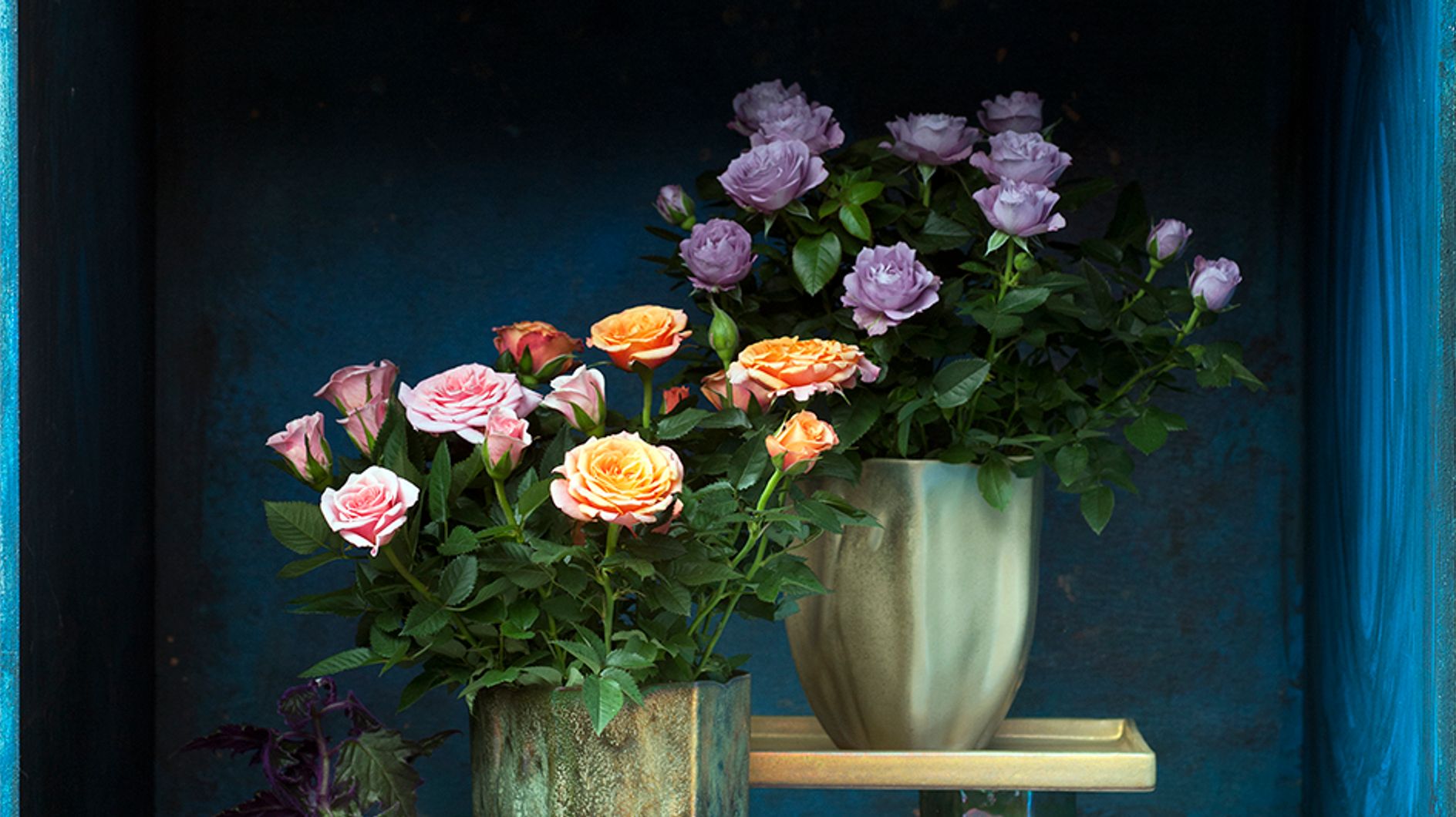 Rosier d'intérieur : Tout savoir sur le rosier en pot