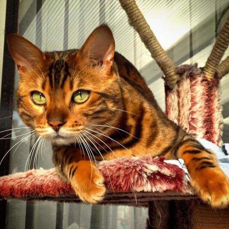 Conheçam Thor, provavelmente o gato mais bonito do mundo