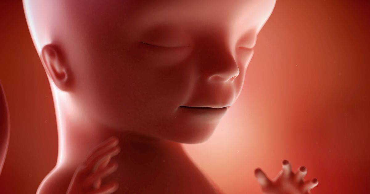 14ème semaine de grossesse (16 SA) côté bébé et maman - 4ème mois