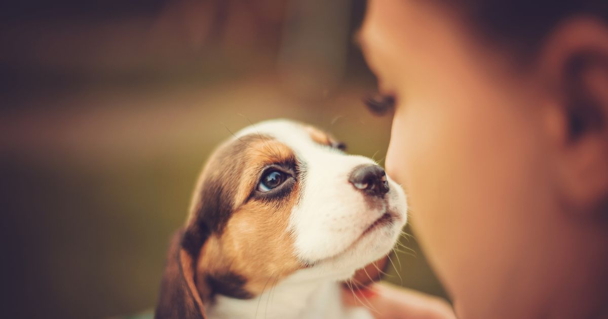 Test : quel animal de compagnie choisir pour mon enfant