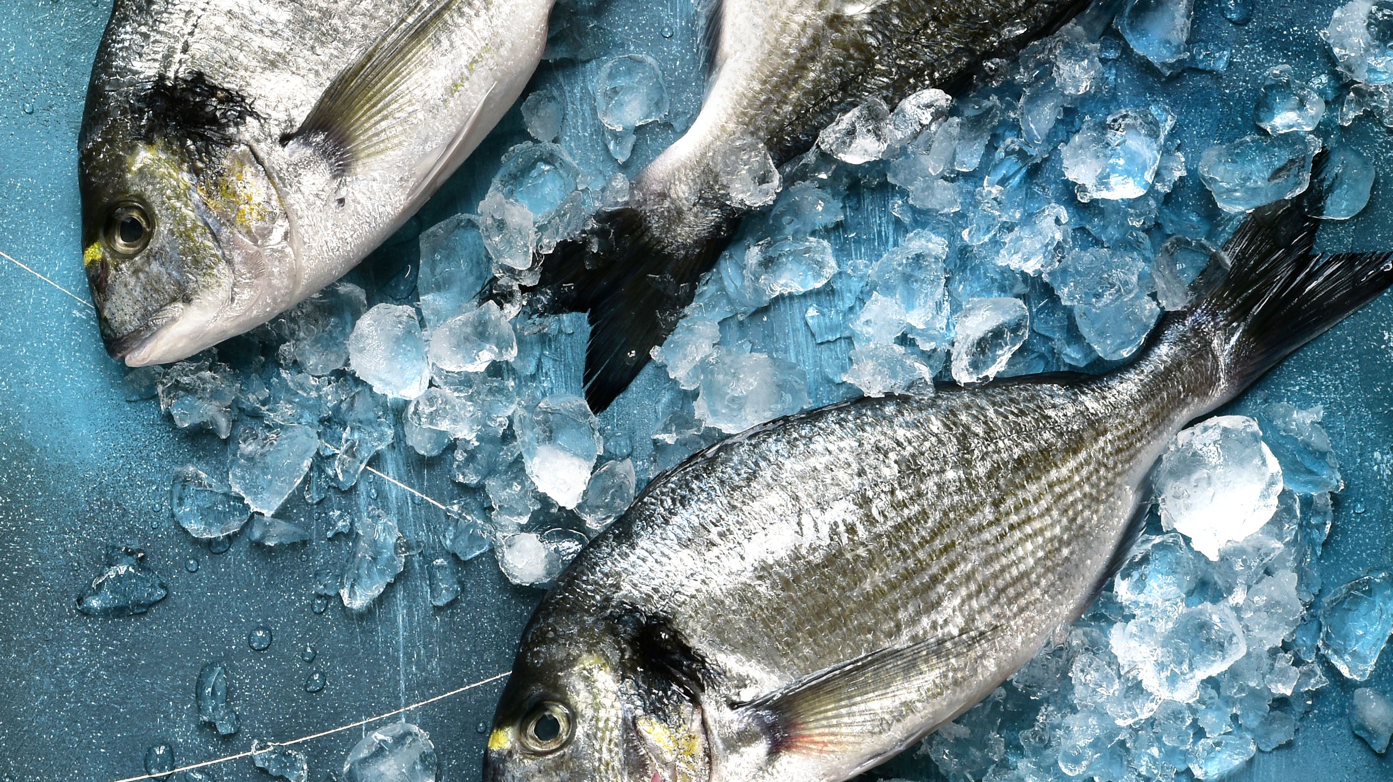 Tout savoir sur les poissons d'eau de mer