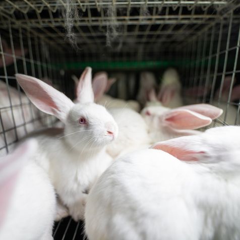 N.Z: Le lapin de pâques est un travailleur essentiel