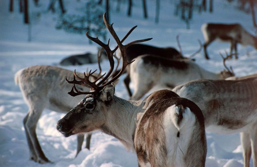 En Laponie, les rennes pourraient bientôt disparaître