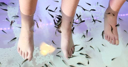 Fish pedicure : Tout savoir sur la fish pedicure
