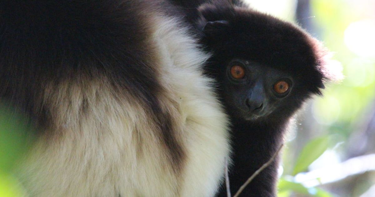 Quels sont les animaux menacés d’extinction