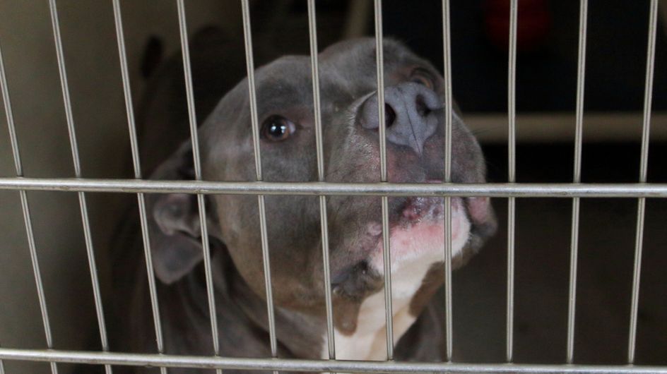 Curtis, chien tueur ? Un reportage revient sur la mort tragique d'Elisa ...