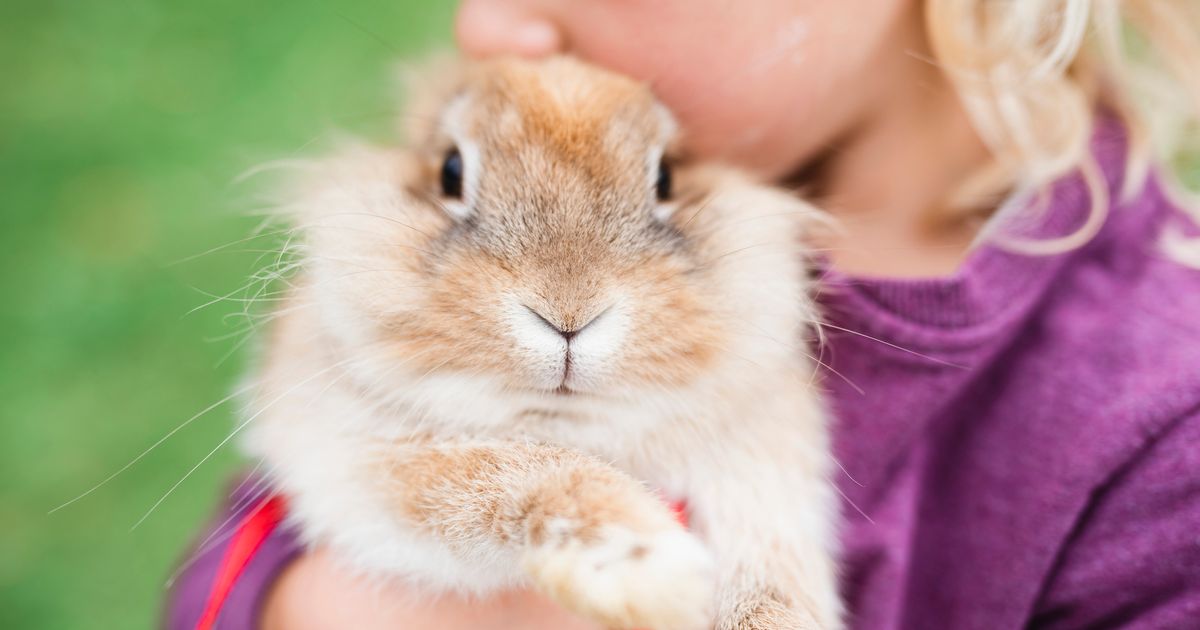 Rats, lapins, cochons d'Inde... Les adoptions et abandons de rongeurs ...