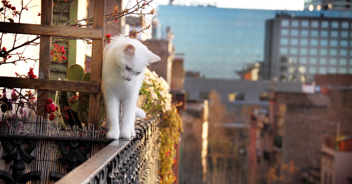 "Syndrome du chat parachute" : 5 astuces pour empêcher votre chat de ...